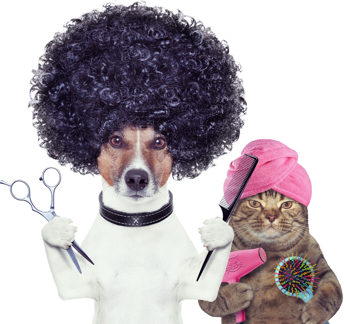 Home of The Jolly Dog Spa - The Jolly Dog Spa